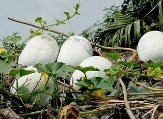 Manfaat Buah Kundur atau Beligo | Manfaat Buah