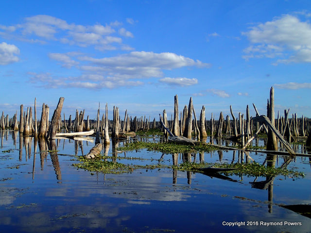 PURE FLORIDA: Rodman Reservoir EXPOSED! A Water Level View