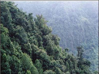 FRIDA CORTES: BOSQUE MESOFILO DE MONTAÑA