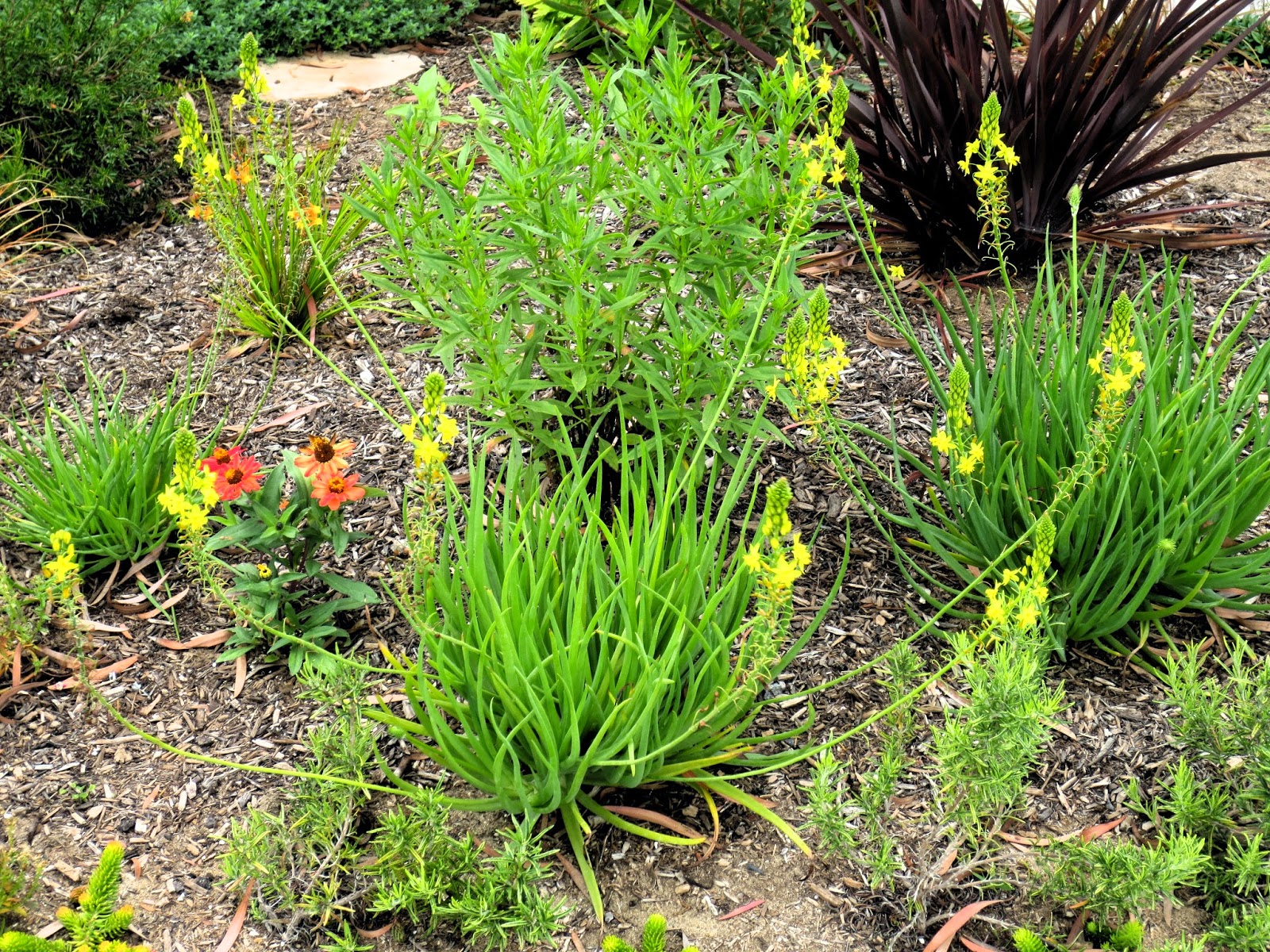 Late to the Garden Party: My favorite plant this week: Bulbine frutescens