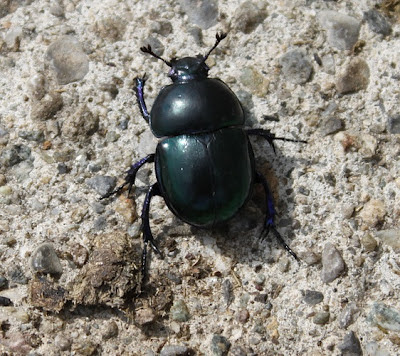 Diario di luoghi e di cieli: Lo scarabeo
