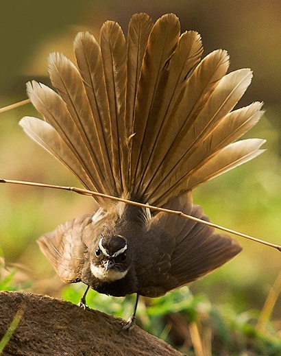 KicauANku: BURUNG SIKATAN