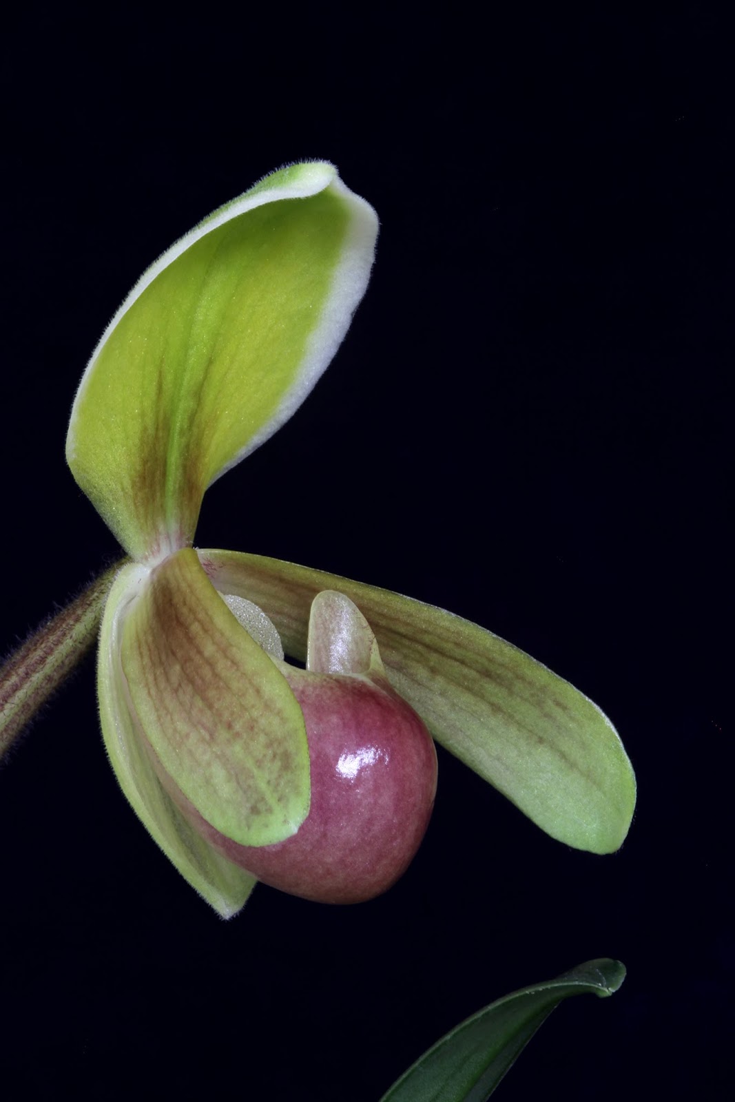 Orchids in Bloom: Paphiopedilum helenae