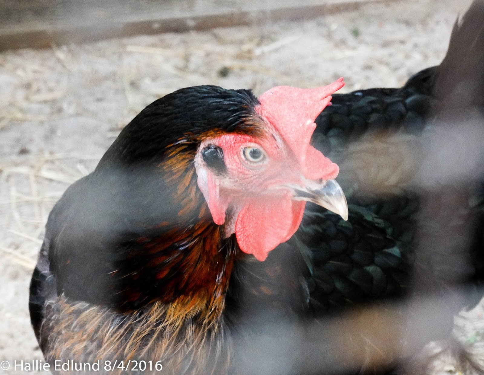 GENNY vs. HALLIE Big Year Challenge: Birds of Prey and the Boyd Hill ...