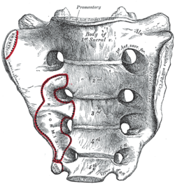 SACRUM: Sacrum