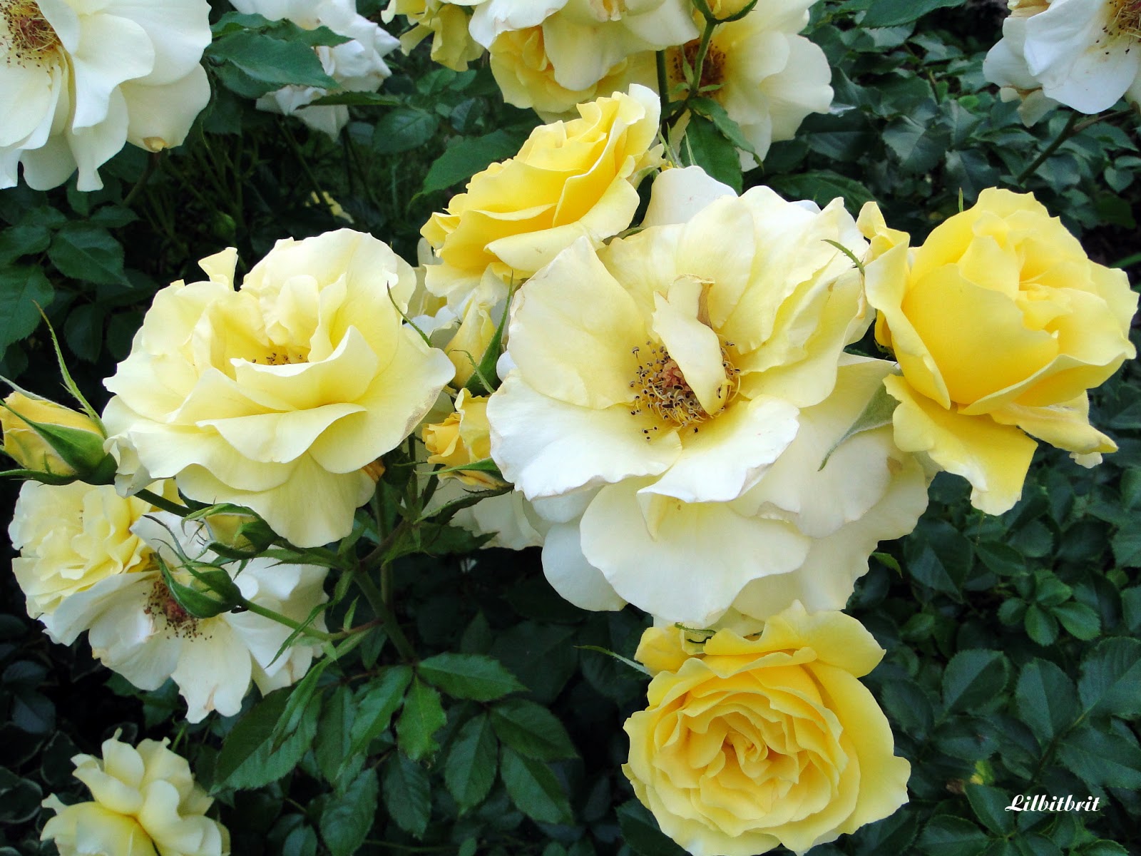 A Little Bit of British from Across The Pond: Inspired By My Neighbors ...