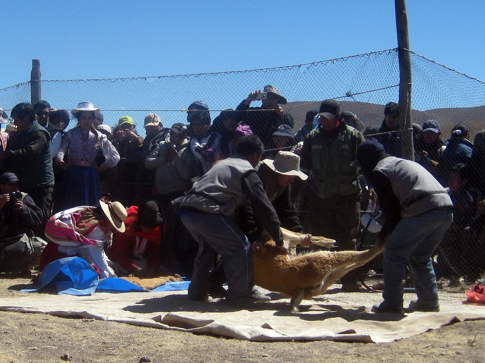 Colca Canyon Peru: Traditional capture of Vicuñas (Chacu) was performed ...