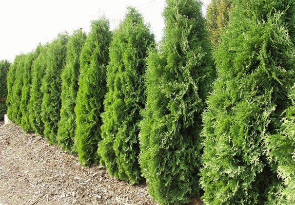 Polychrest Remedies ~ Homeopathy ID