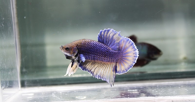 Bettas Salamander´s Diversos (Disponíveis - Novembro) | Bênny Bettas de ...