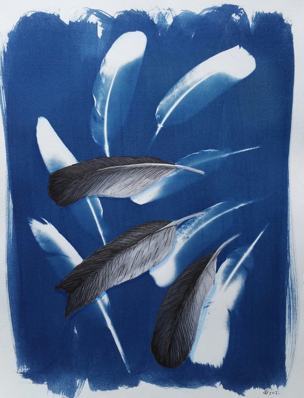 Feather Cyanotypes, Part Two