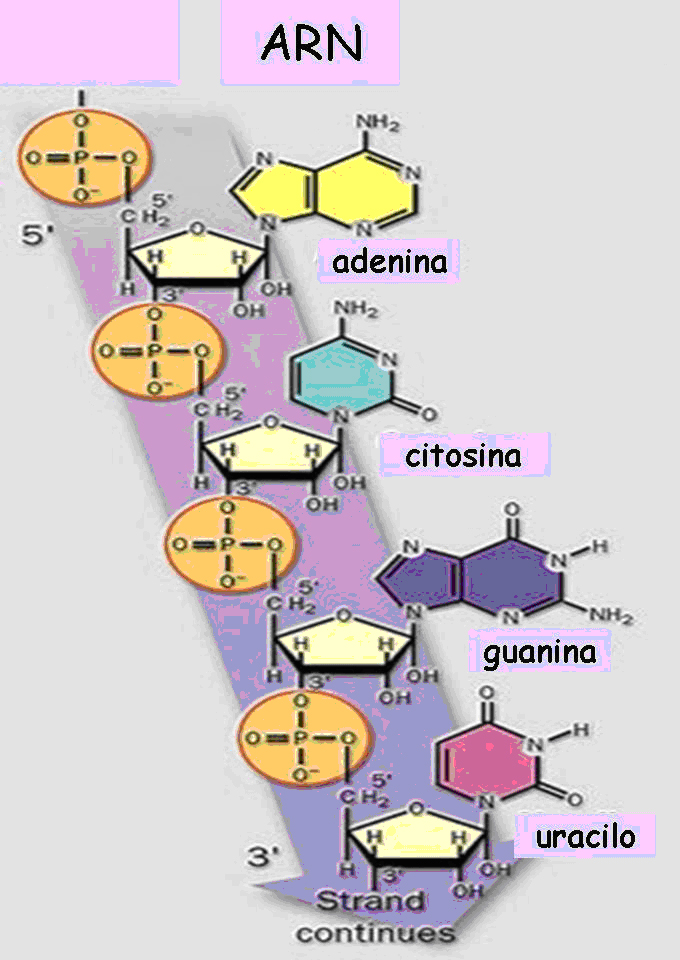 ARN - JungleKey.fr Image