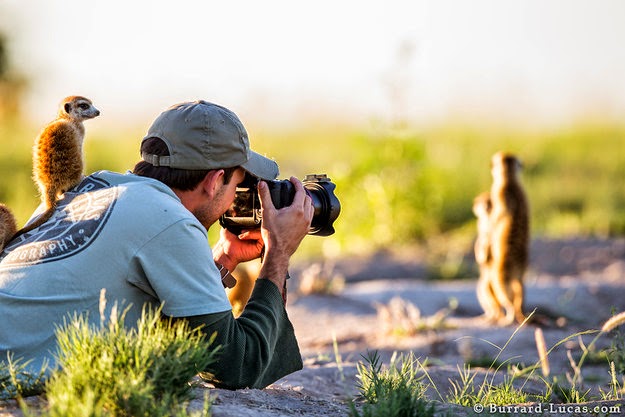 Una inusual amistad nace entre suricatas y un fotógrafo en Africa ...