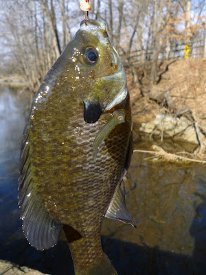 Extreme Philly Fishing: Fishing at Haddon Lake in NJ