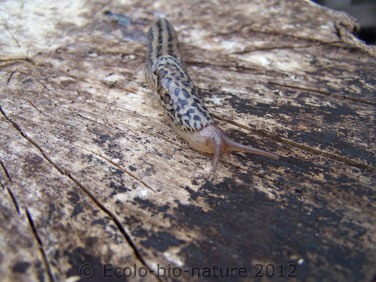 La limace tigrée : une limace mangeuse de limace