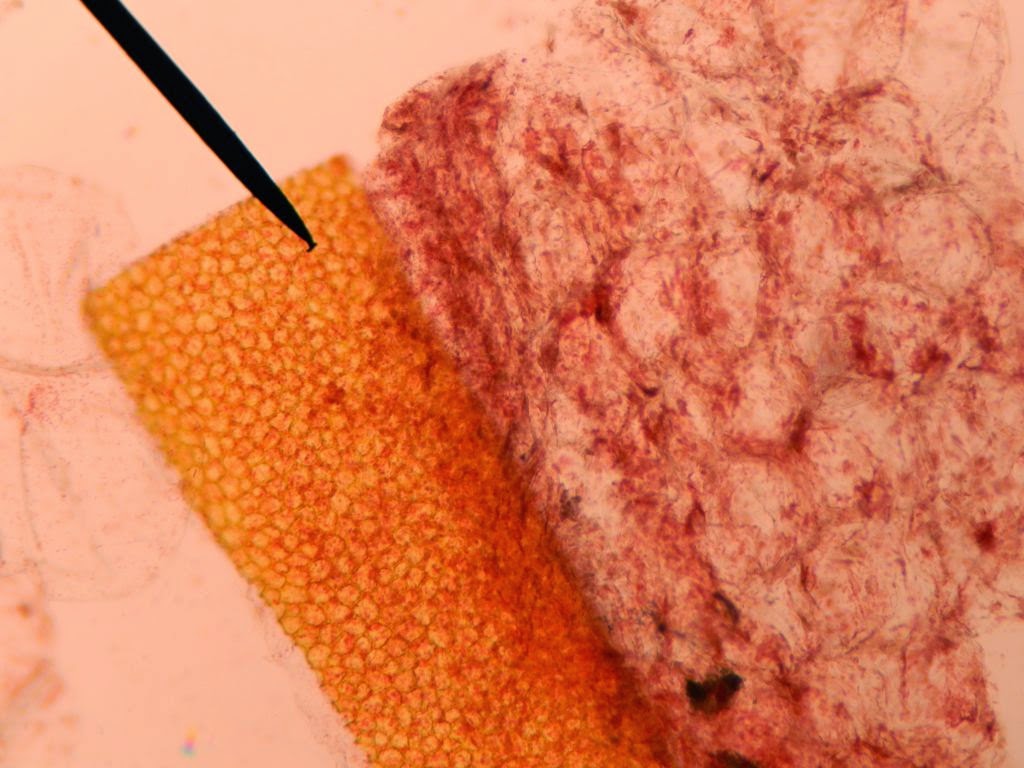 Bio Geo Nerd: Plant Cell Structure (Plant Bio Lab 2)