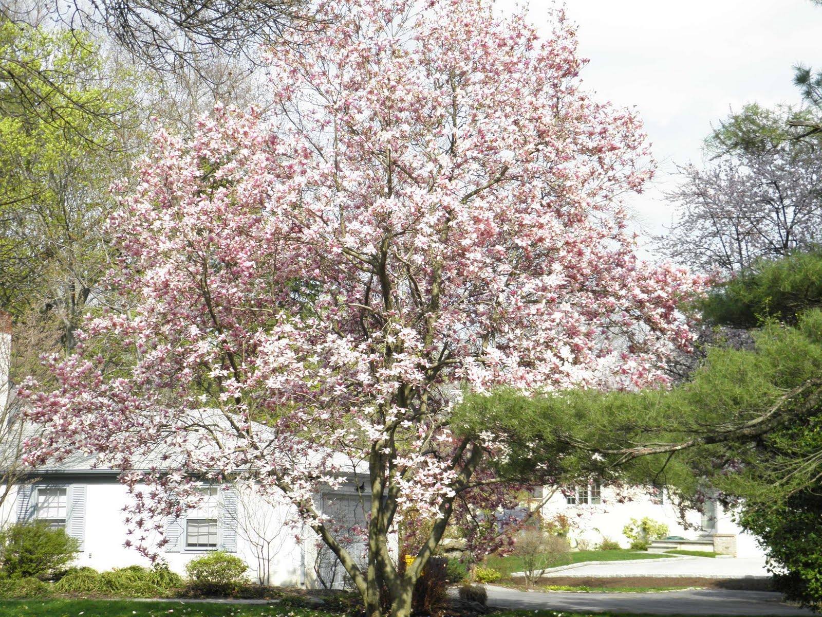 Magnolia Trees