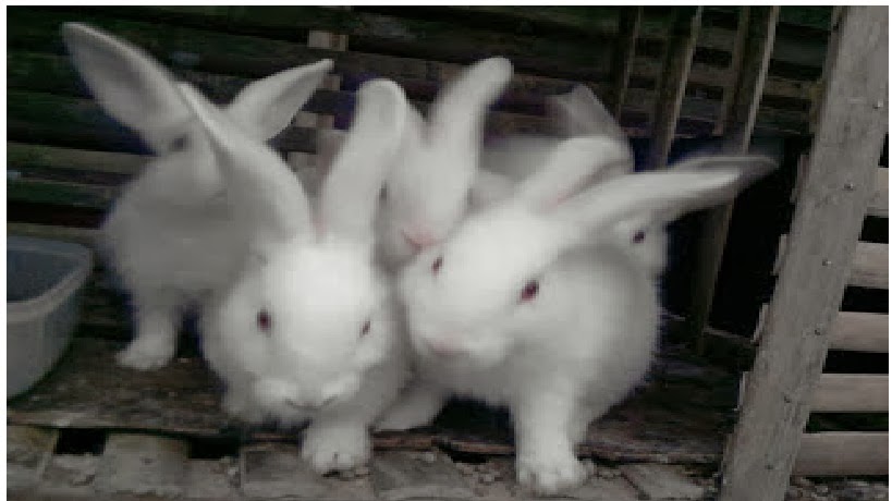 DUNIA SERBA-SERBI: MACAM-MACAM KELINCI