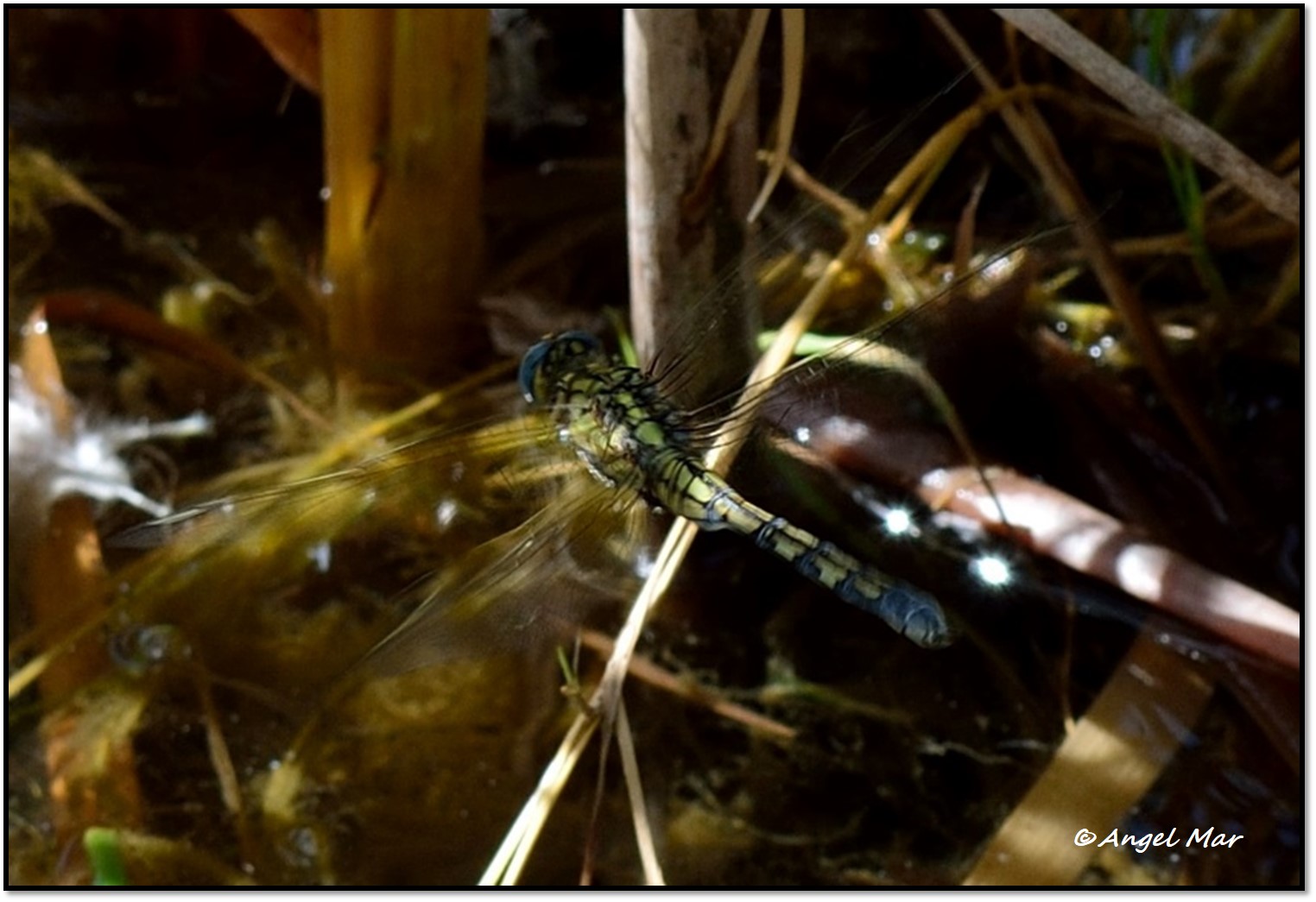 Butterflies and Dragonflies: Orthetrum trinacria (Una elegante libélula ...