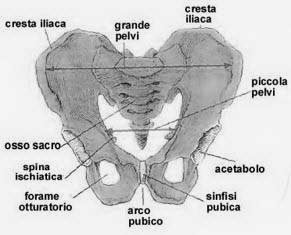 scienzerdr: le ossa del bacino
