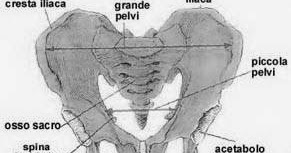 scienzerdr: le ossa del bacino