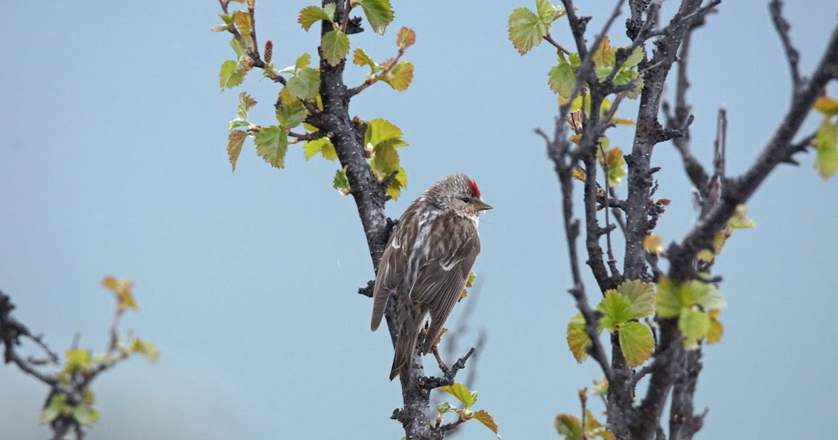 Samin luontokuvia nature photos: URPIAINEN (Acanthis flammea)