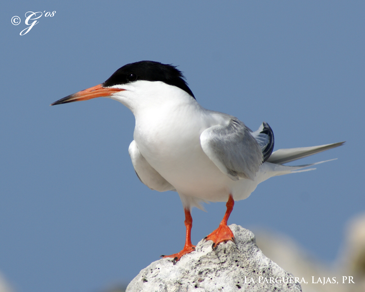 GREAT GULL ISLAND: Roseate Terns, Sterna dougallii, have black bills ...