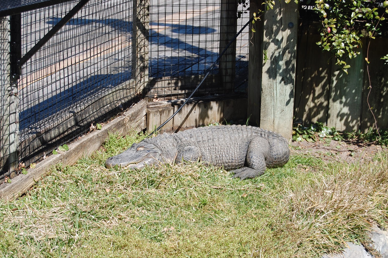 Alligator Adventure Myrtle Beach, South Carolina Review | Mom Files