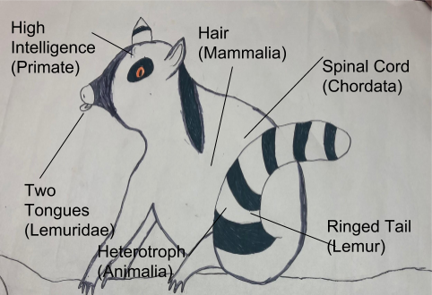 TN GCE Portfolio: Ring my Tail: The taxonomy and life of the ring ...
