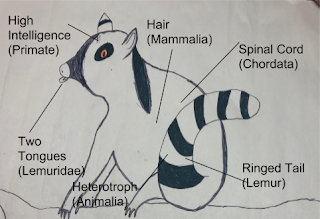 TN GCE Portfolio: Ring my Tail: The taxonomy and life of the ring ...