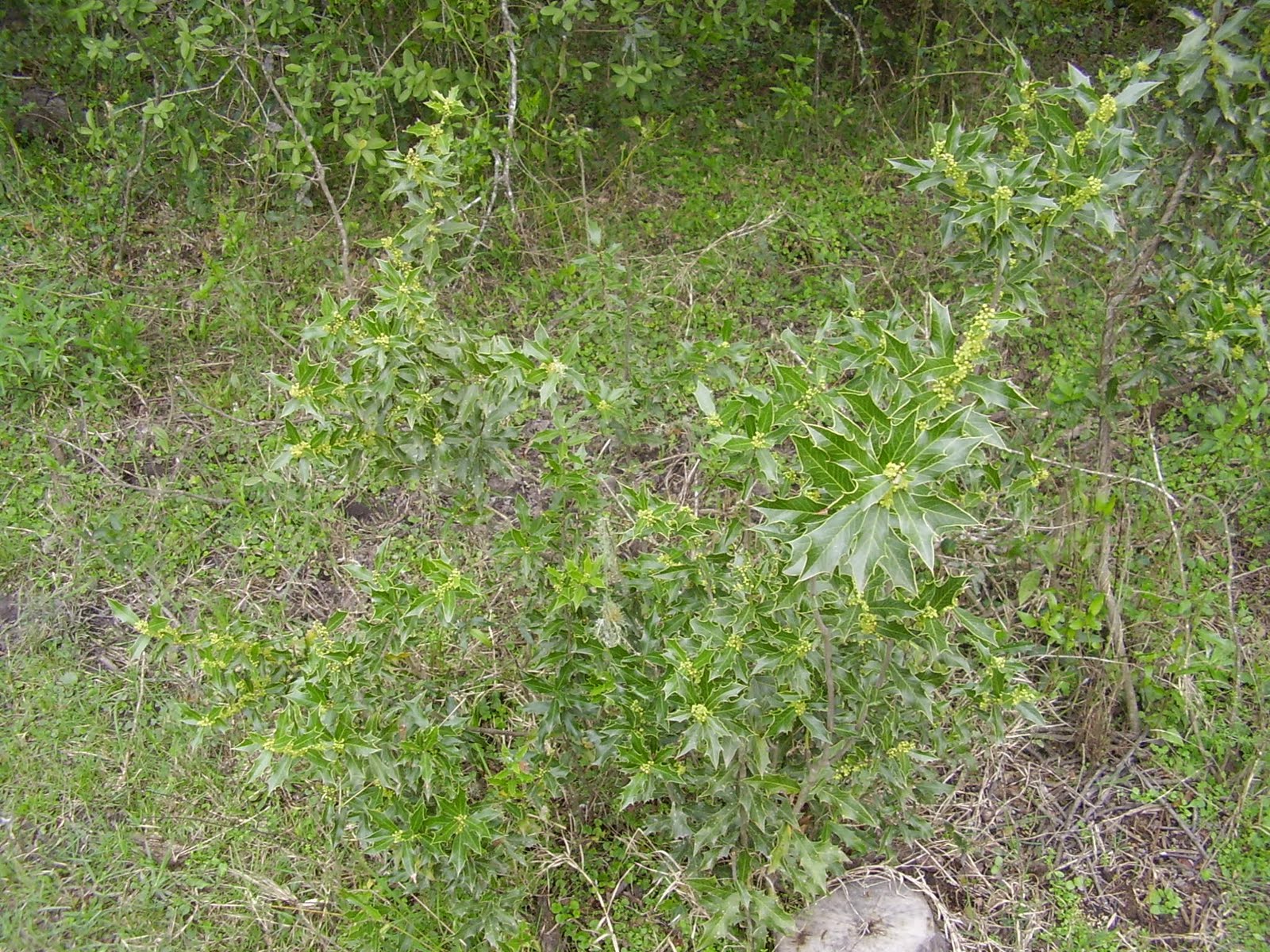 Argentina nativa: Cangorosa (Maytenus ilicifolia)