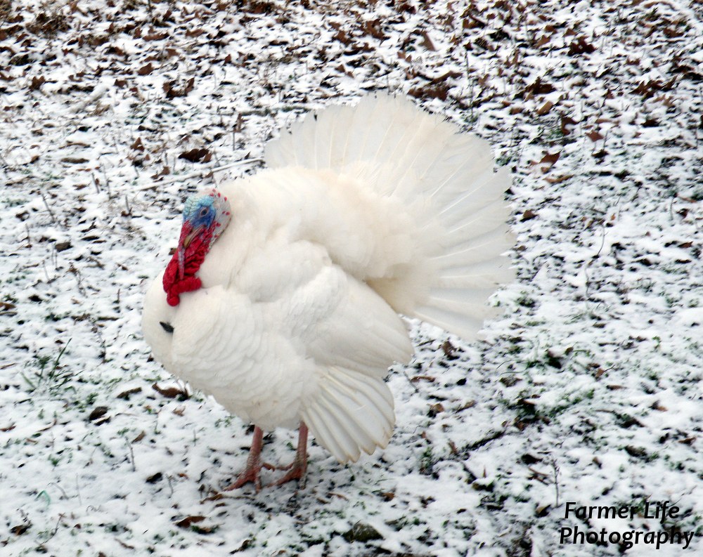 Living A Farmer's Life: Midget White Turkeys