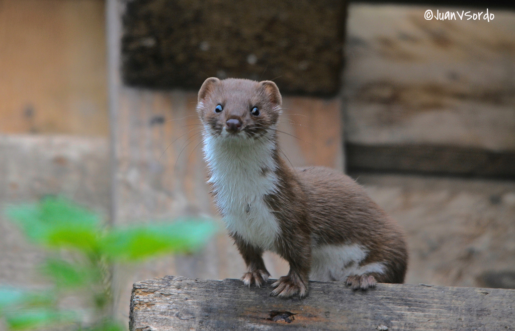 EL NIDO DEL XUAN: LA COMADREJA. (Mustela nivalis)