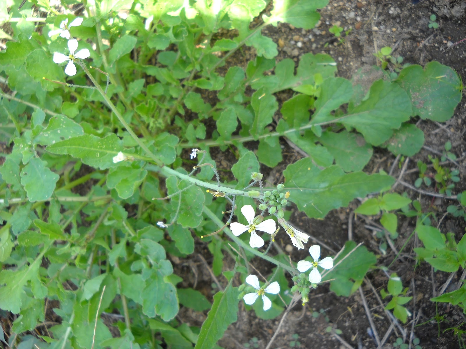 HORTA À PORTA: RAPHANUS SATIVUS, (RABANETE) A FLOR