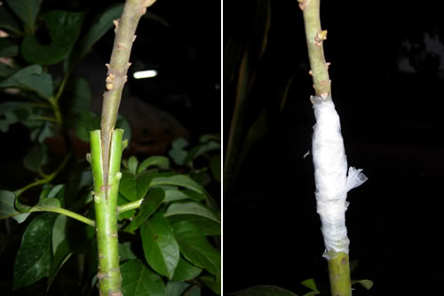 TANAM TUMBUH: CARA MEMBUAT TANAMAN CEPAT BERBUAH ATAU BERBUNGA