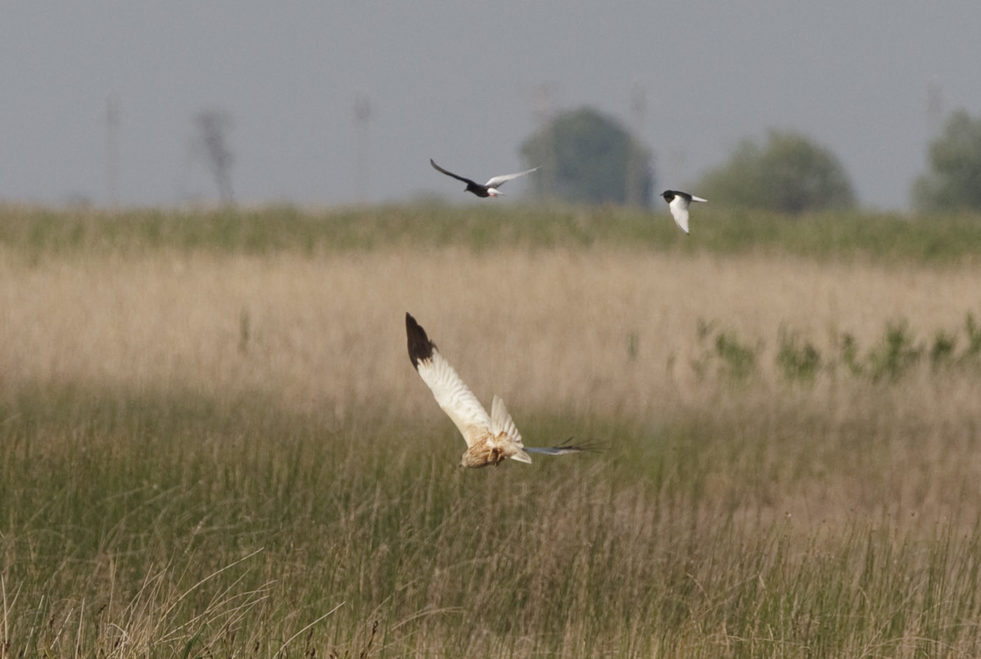 pewit: White-winged Black Terns and Marsh Harrier