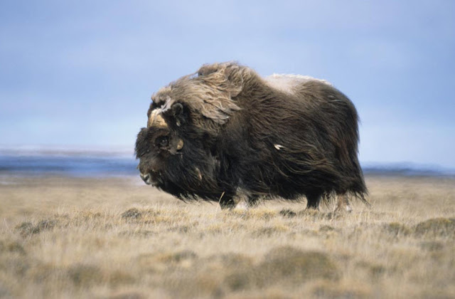 Muskox | The Life of Animals
