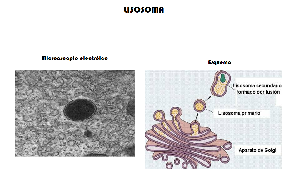 Organelas: LISOSOMA