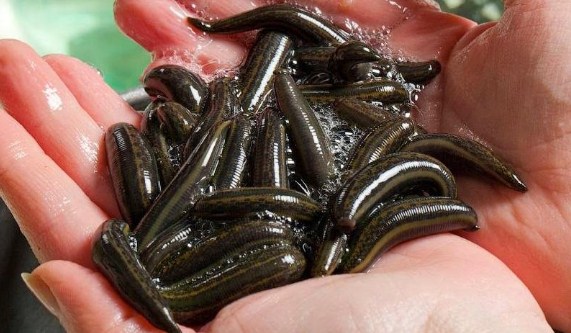 Minyak Lintah Asli : Cara Membuat Minyak Lintah Yang Berkhasiat