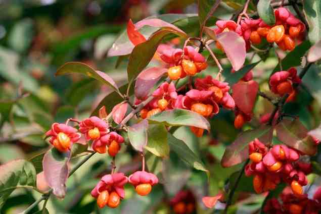 Trees Planet: Euonymus europaeus - European Spindle Tree