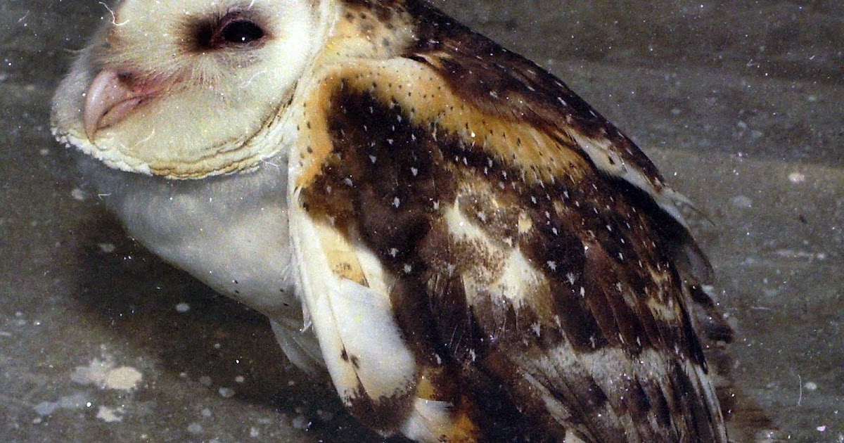 Naturalist's World - Dr Abe V Rotor : The Lost Owl
