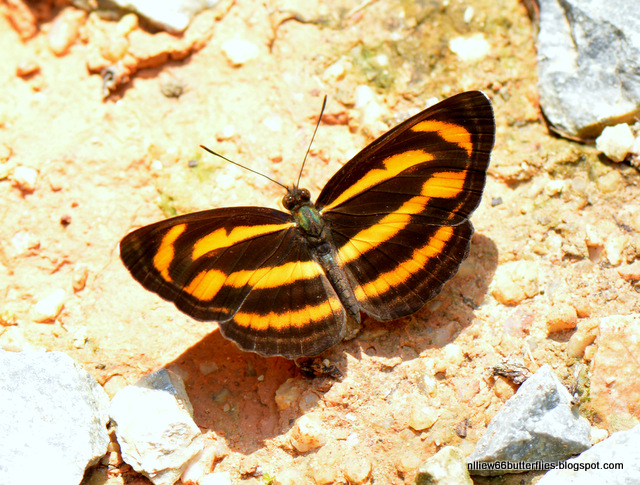 The Forested Path (and Beyond): BUTTERFLIES of RAUB: Neptis miah batara ...