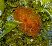 Rafael Microfauna Marina: Galaxaura rugosa (Algas rojas)