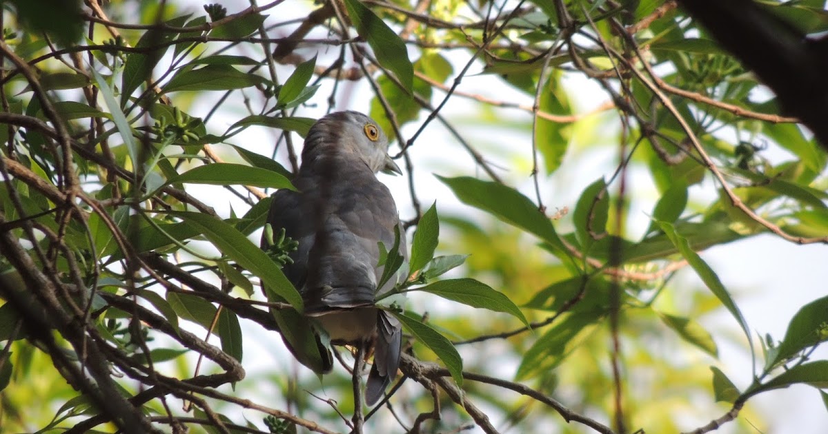 Dera's bio-diversity: Brainfever bird