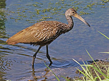 Limpkin Birds Facts And Pictures | All Wildlife Photographs