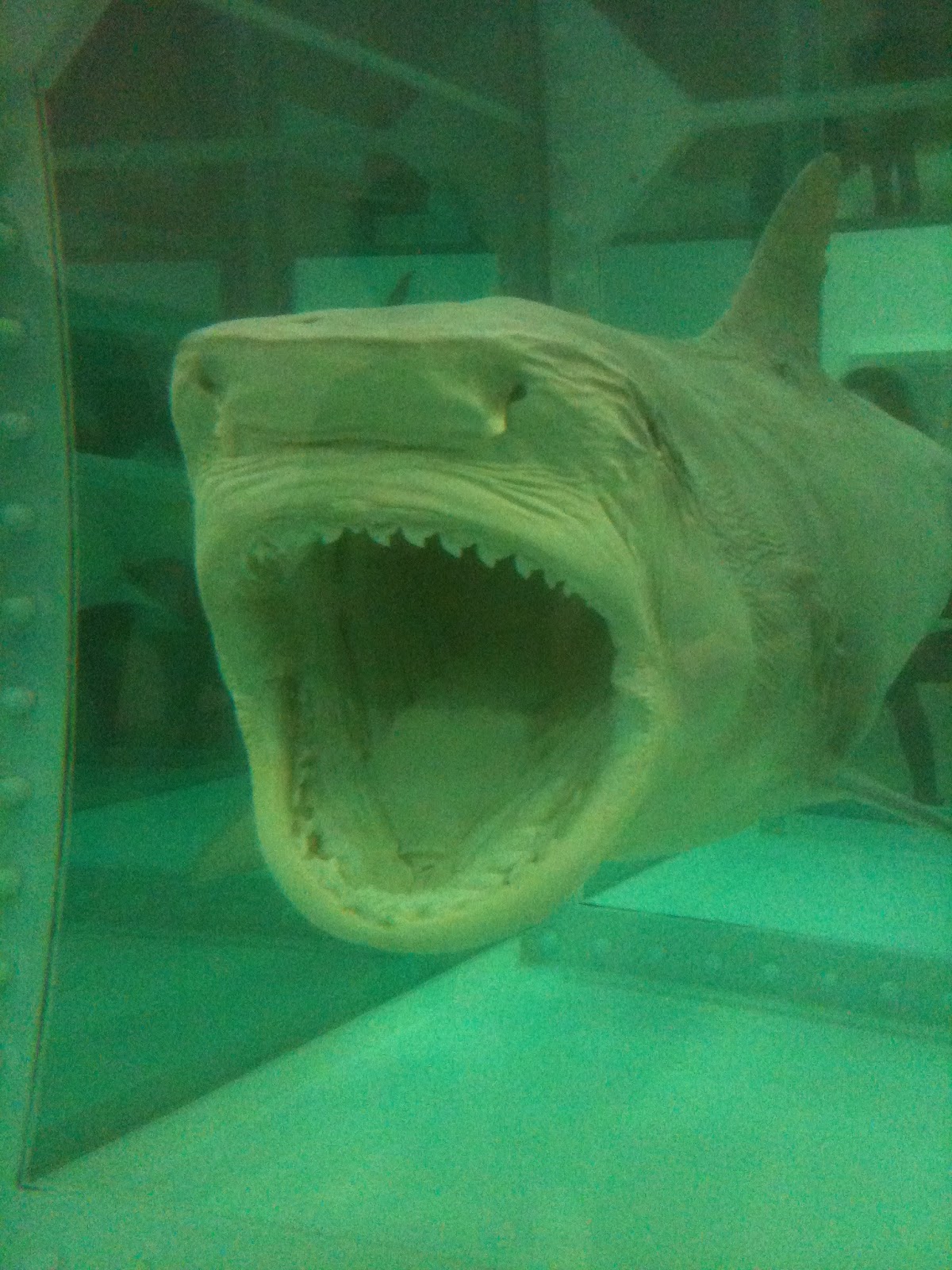 Grandpaman's Camera: Damien Hirst - Animals in Formaldehyde