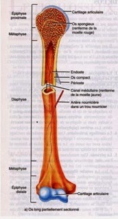 A LECUYER Ostéopathe Equin et Humain: février 2014
