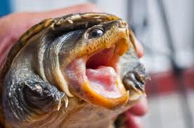 Tortugueros que nacen: tortuga almizclera chopontil (Claudius angustatus)