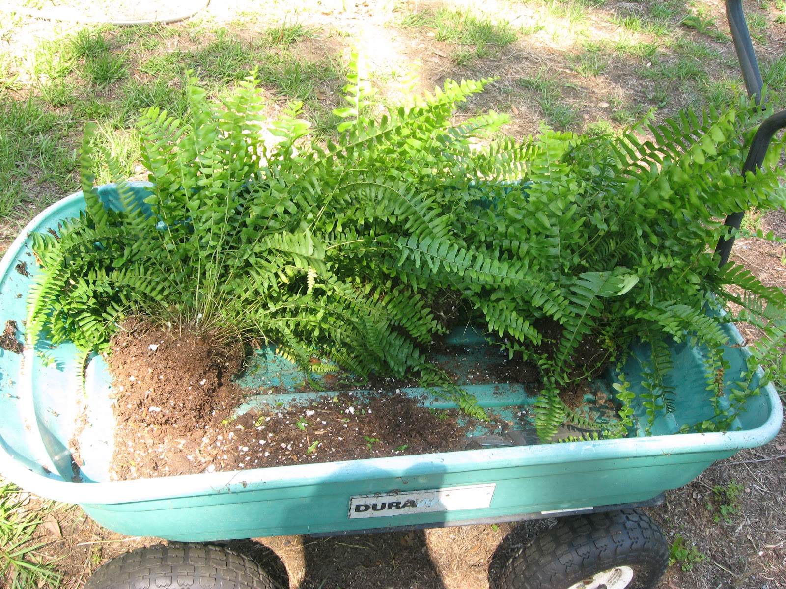 A Home in the Country: Dividing a Fern