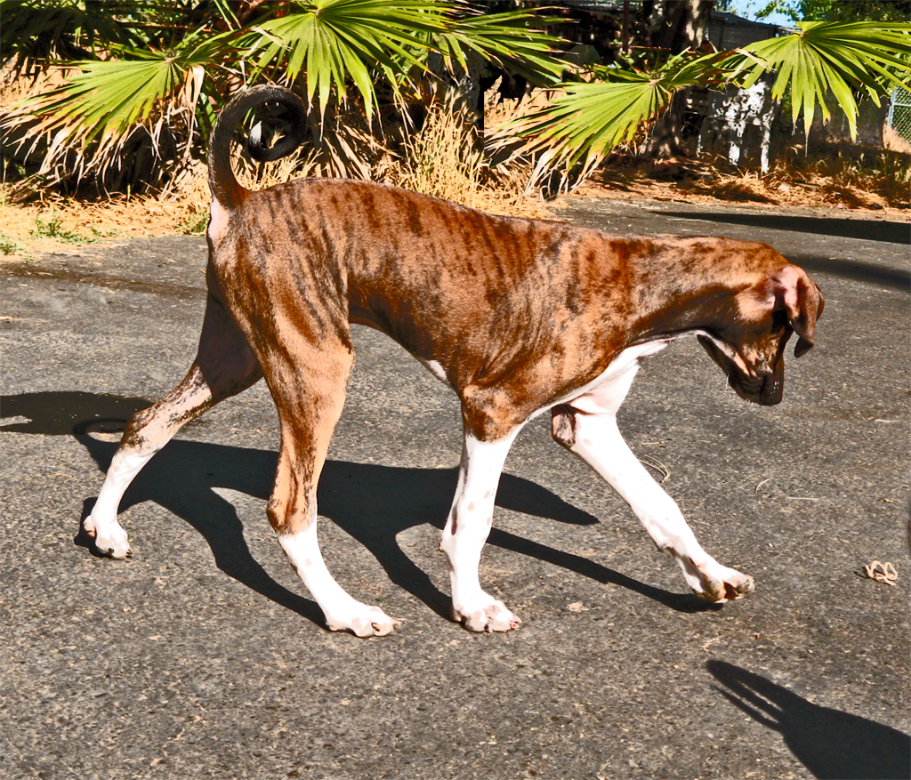 Azawakh Idi! Idi! Idi!: Azawakh Puppies Just Before Going To Their New ...