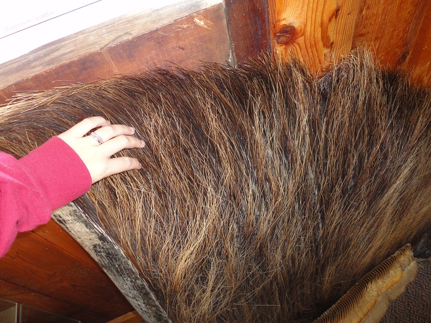 The Coastal Paleontologist: October pinniped excavations